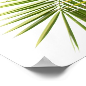 Palm tree leaves tropical nature photo poster | Zazzle