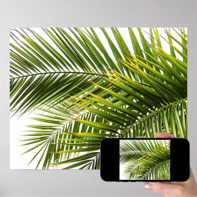 Palm tree leaves tropical nature photo poster | Zazzle