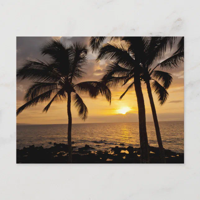 Palm tree sunset postcard | Zazzle
