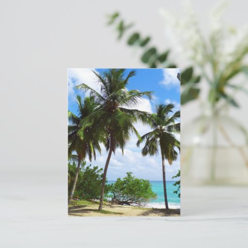 Palm Trees on Tropical Seascape Postcard | Zazzle