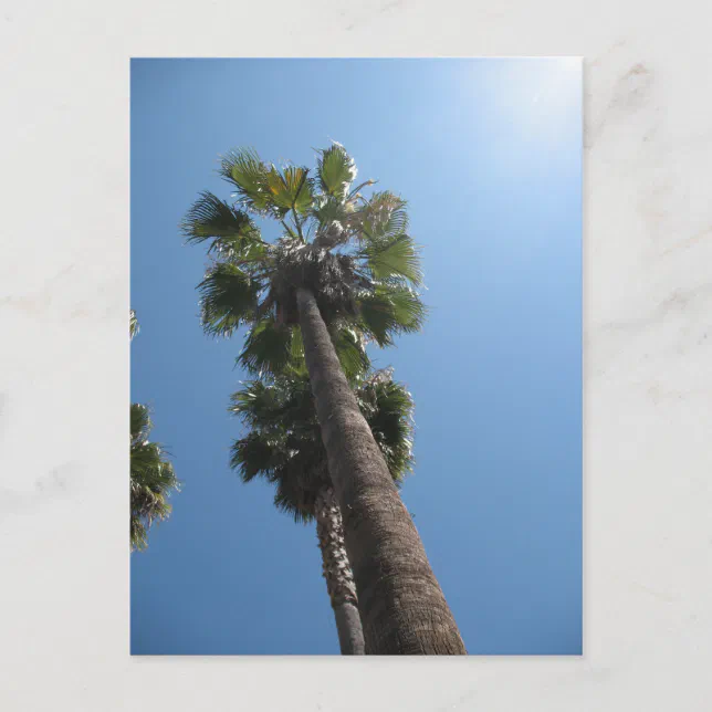 Palm Trees Post Card | Zazzle