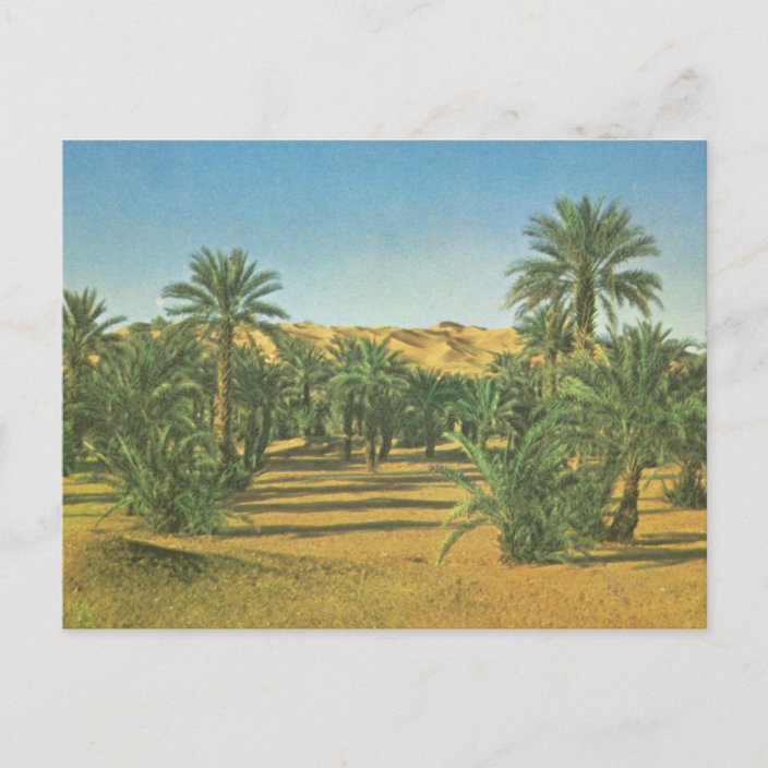 Palm trees, Wadi el Adjal, Libya Postcard | Zazzle.com