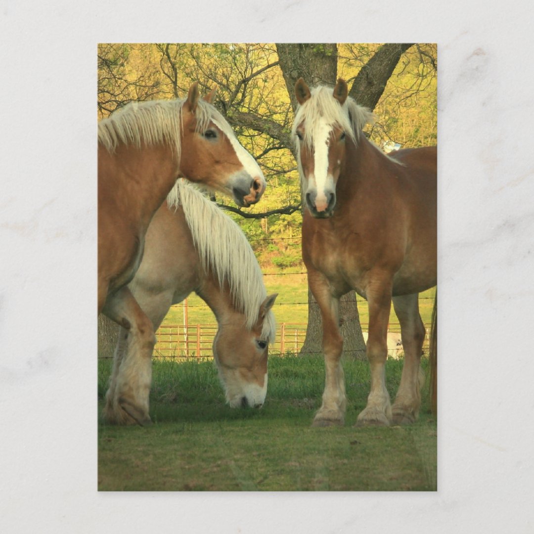 Palomino Draft Horses Postcard | Zazzle