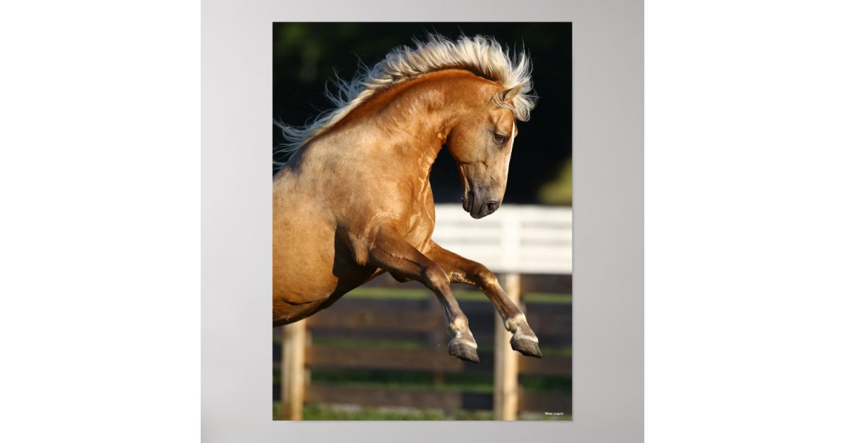 Palomino Tennessee Walker Stallion Rearing Poster | Zazzle