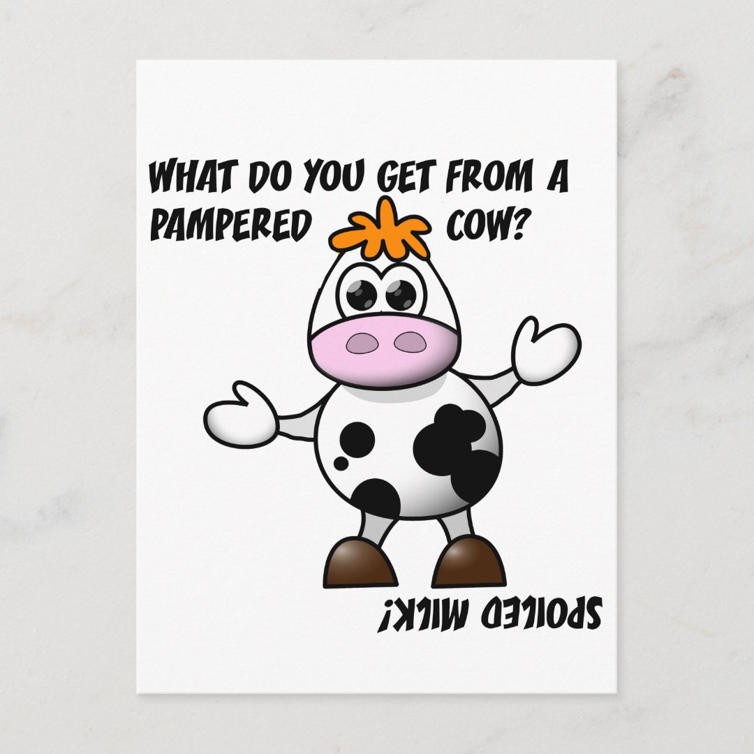 Pampered Cow Joke Postcard | Zazzle