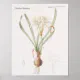Pancratium Maritimum Poster | Zazzle