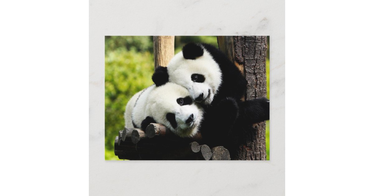 Panda Bears Postcard | Zazzle