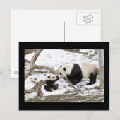 Panda Bears Postcard | Zazzle