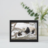 Panda Bears Postcard | Zazzle