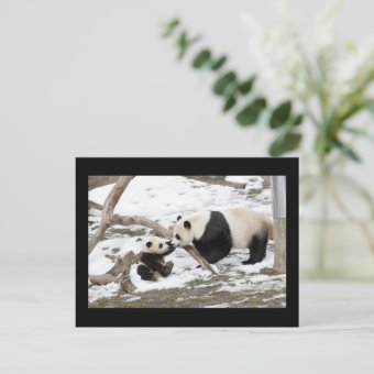 Panda Bears Postcard | Zazzle