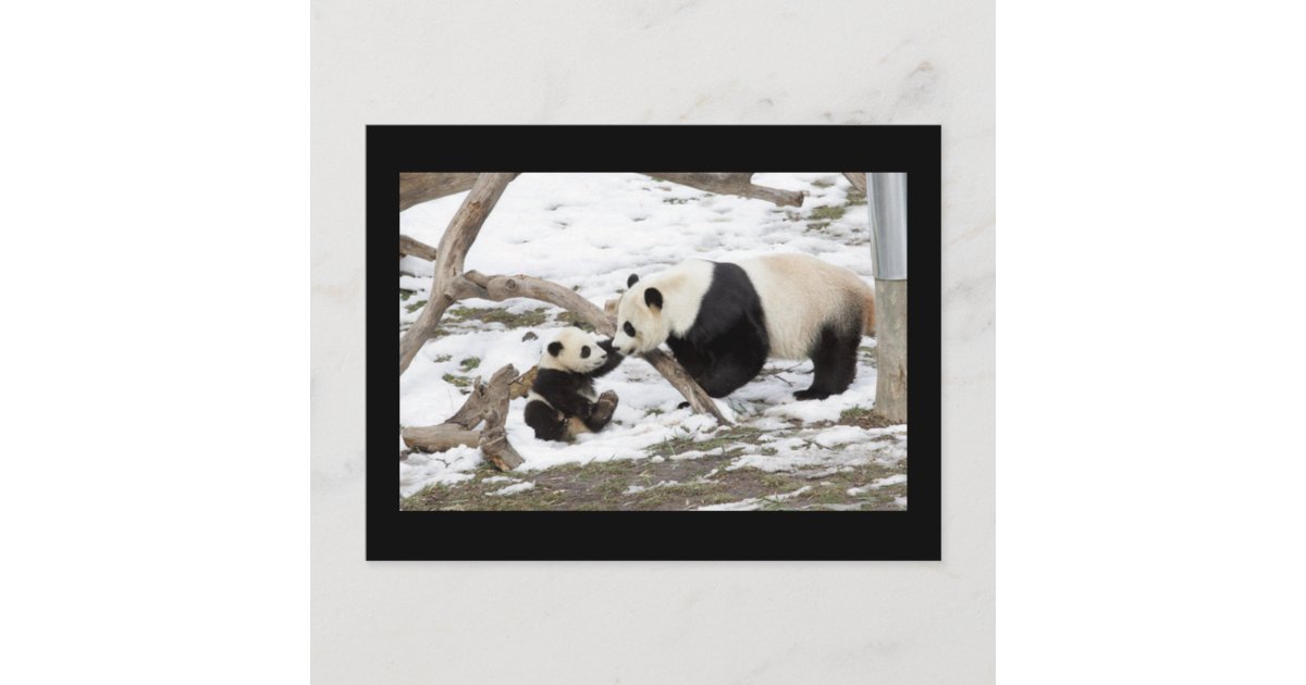 Panda Bears Postcard | Zazzle