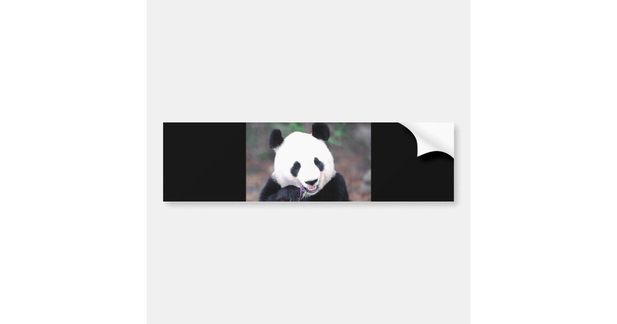 Panda Bumper Sticker | Zazzle