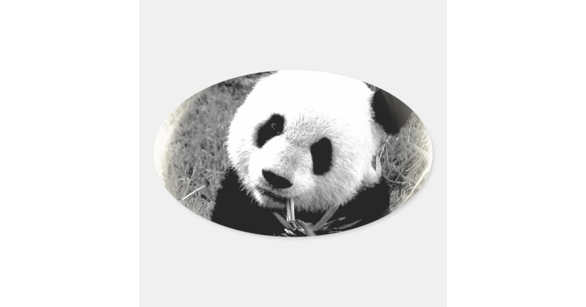 Panda Eyes Oval Sticker | Zazzle