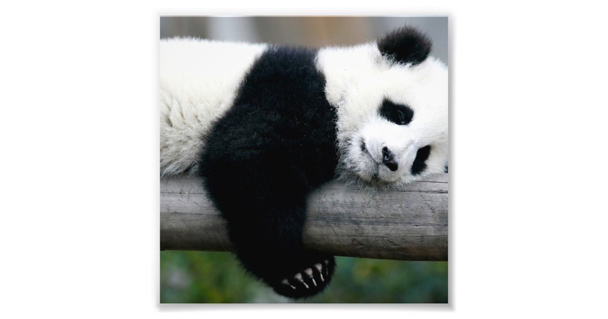 Panda Hugging Post Photo Print | Zazzle
