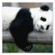 Panda Hugging Post Photo Print | Zazzle