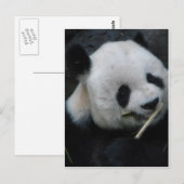 Panda Postcard | Zazzle