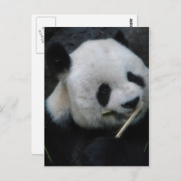 Panda Postcard | Zazzle