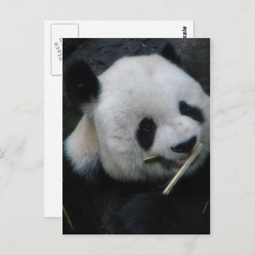 Panda Postcard | Zazzle