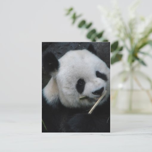 Panda Postcard | Zazzle