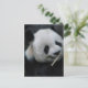 Panda Postcard | Zazzle
