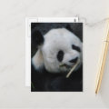 Panda Postcard | Zazzle