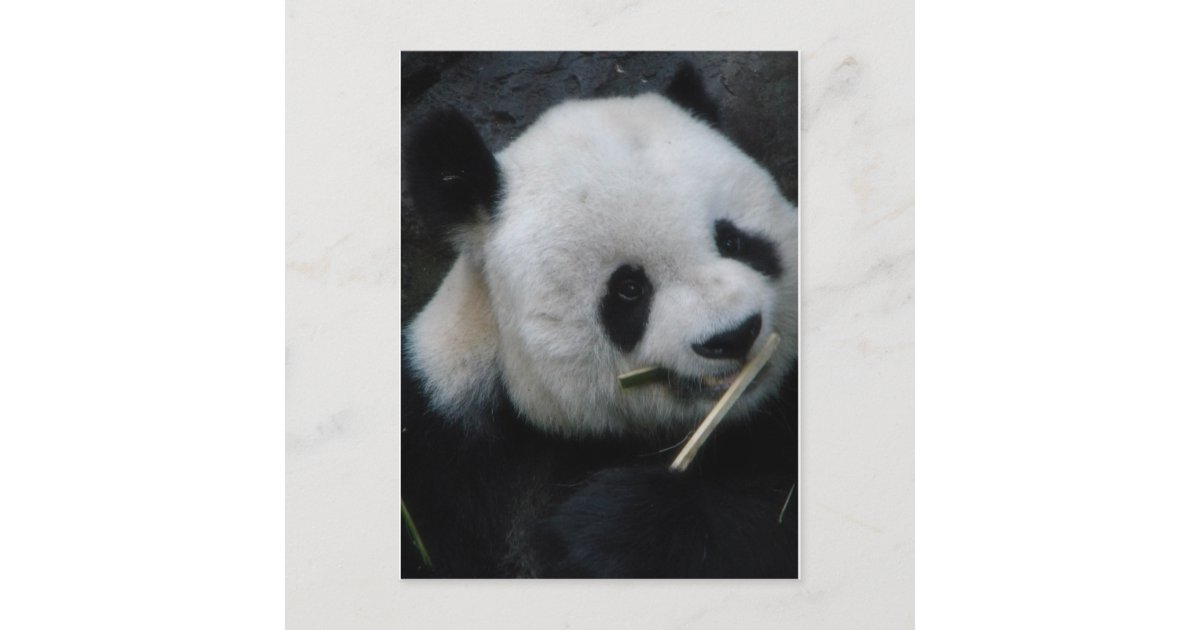 Panda Postcard | Zazzle