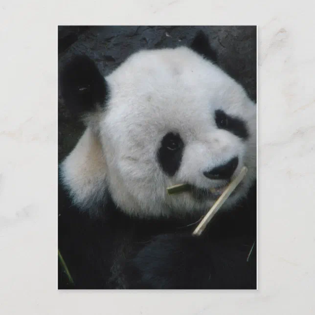 Panda Postcard | Zazzle