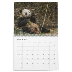 Pandas of China, 2019 Wall Calendar | Zazzle