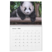 Pandas of China, 2019 Wall Calendar | Zazzle