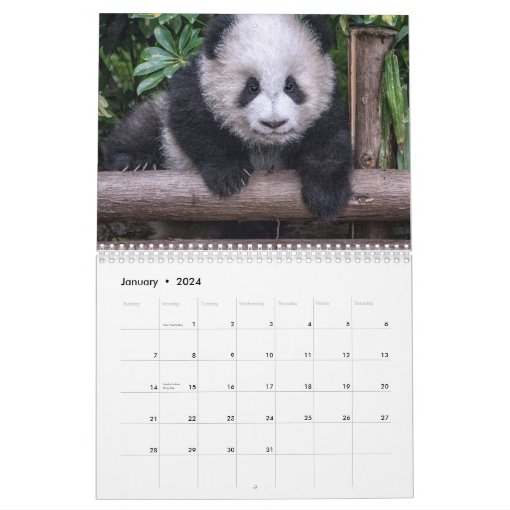 Pandas of China, 2019 Wall Calendar | Zazzle