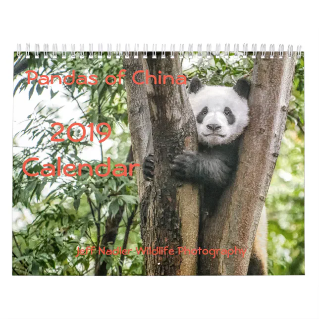 Pandas of China, 2019 Wall Calendar | Zazzle