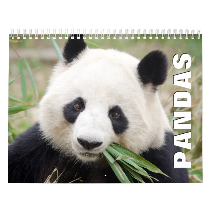 Pandas Wall Calendar | Zazzle