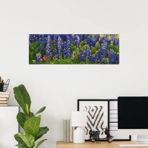 Panoramic Bluebonnet Scene Poster | Zazzle