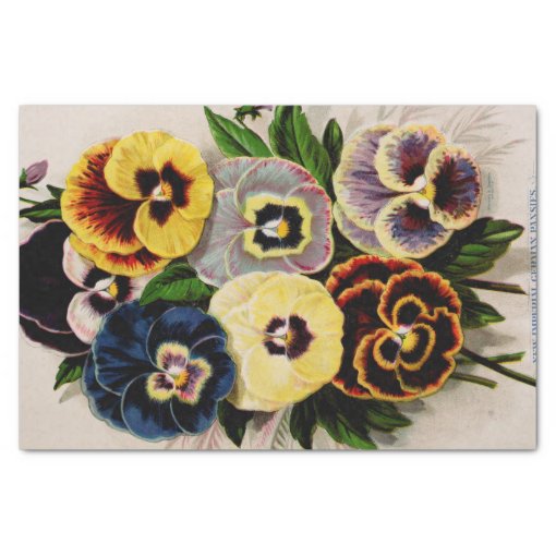 Pansy Antique German Varieties Garden Tissue Paper | Zazzle