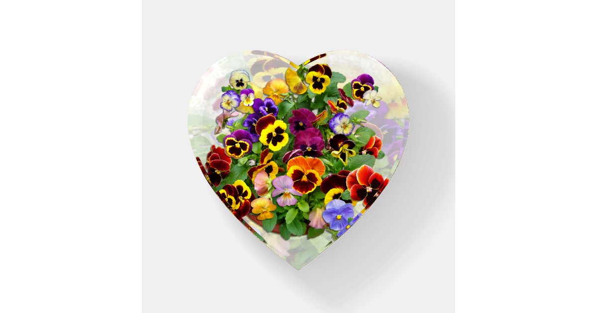 Pansy Display Paperweight | Zazzle