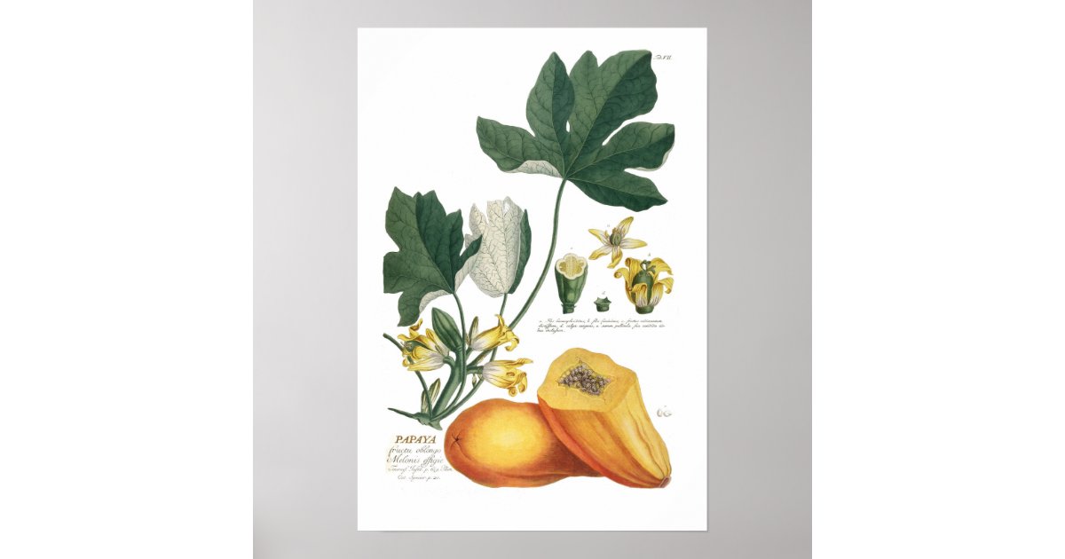 Papaya Poster | Zazzle
