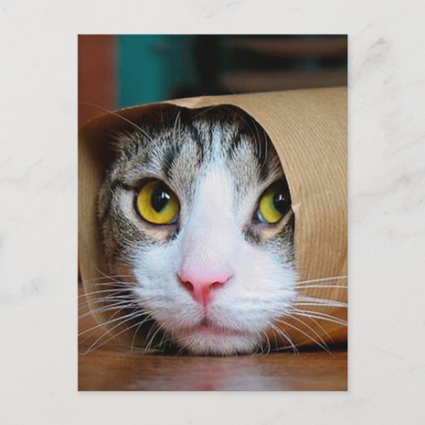 Meme Postcards - No Minimum Quantity | Zazzle