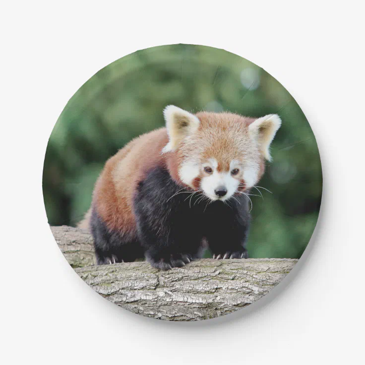 Paper plane Photo red panda 0473. Paper Plates | Zazzle