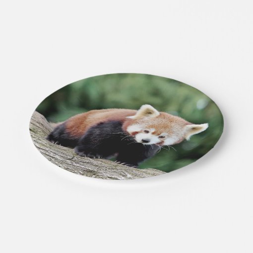 Paper plane Photo red panda 0473. Paper Plates | Zazzle