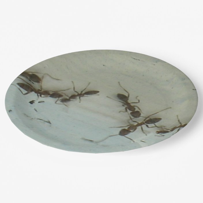 Paper Plate - Ants at Picnic | Zazzle.com