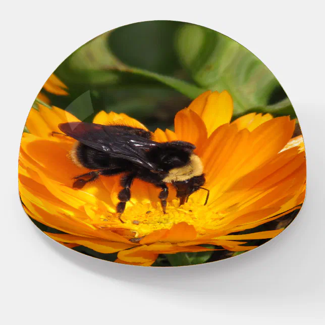 Paper Weight - Bumble Bee | Zazzle