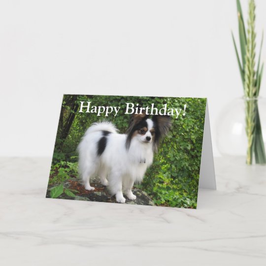 Papillon Birthday or Greeting Card | Zazzle.com