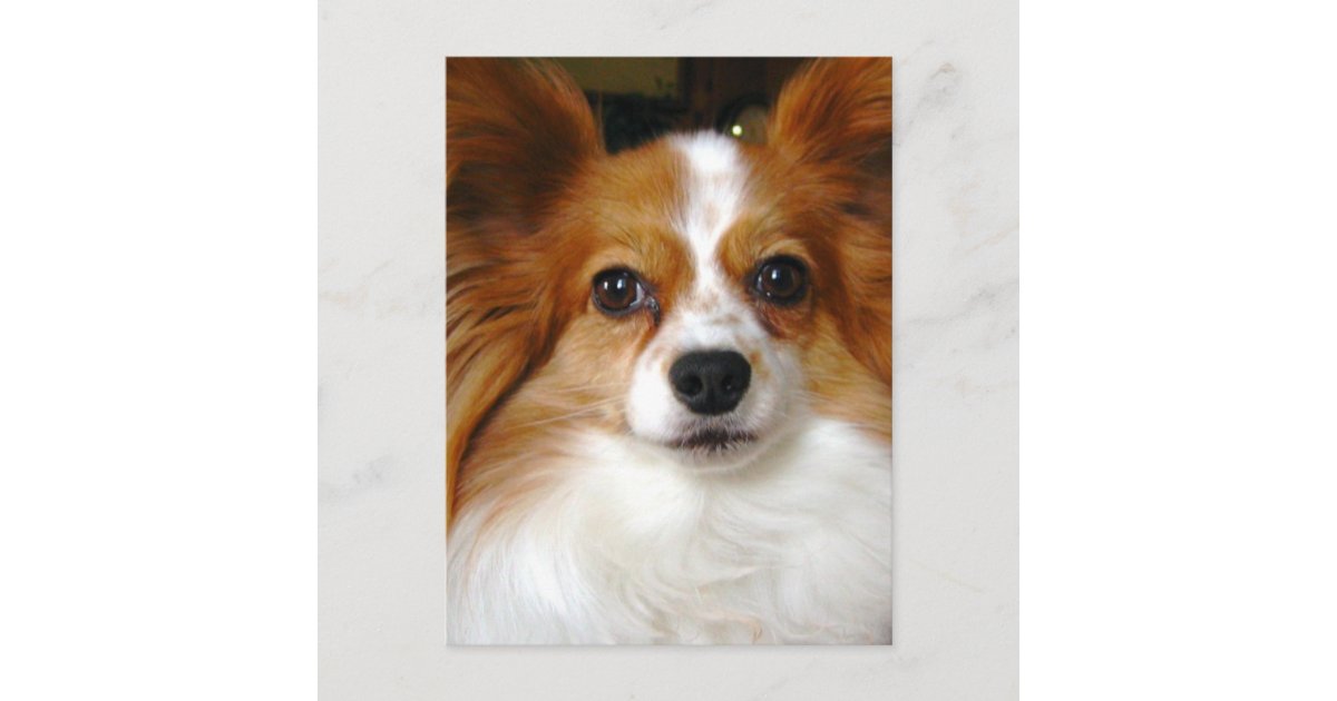 Papillon Dog Postcard | Zazzle
