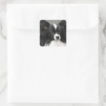 Papillon Dog Stickers | Zazzle