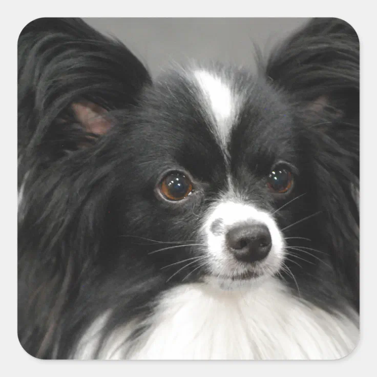 Papillon Dog Stickers | Zazzle