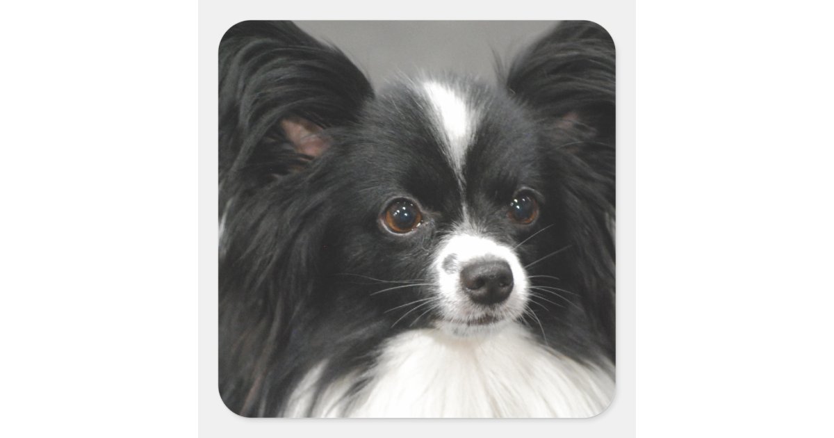Papillon Dog Stickers | Zazzle