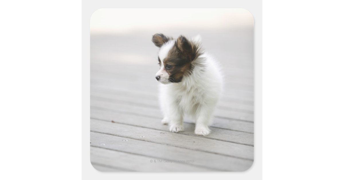 Papillon Square Sticker | Zazzle