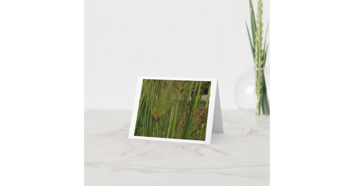 Papyrus Card | Zazzle.com