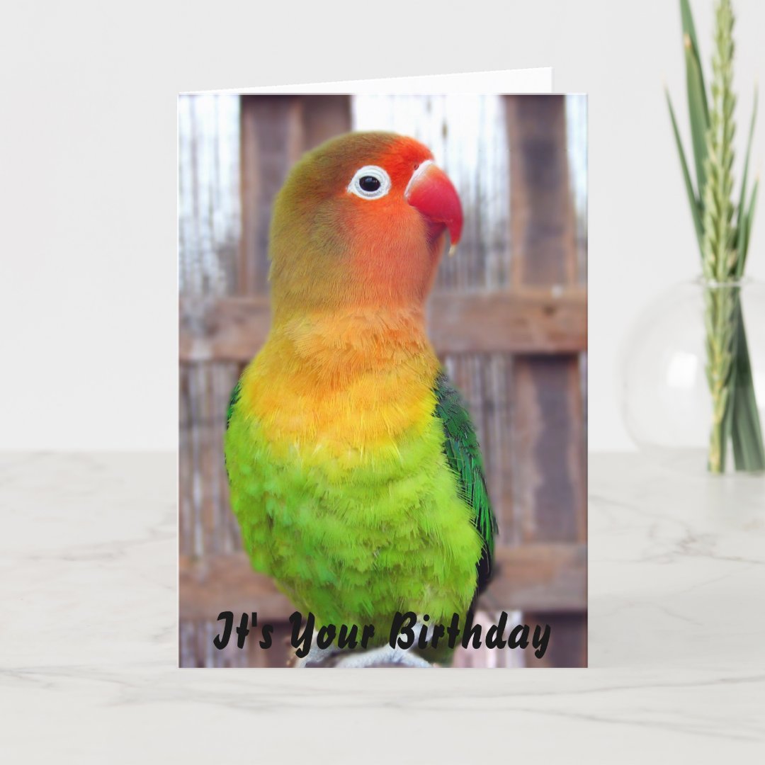Parakeet Birthday card | Zazzle