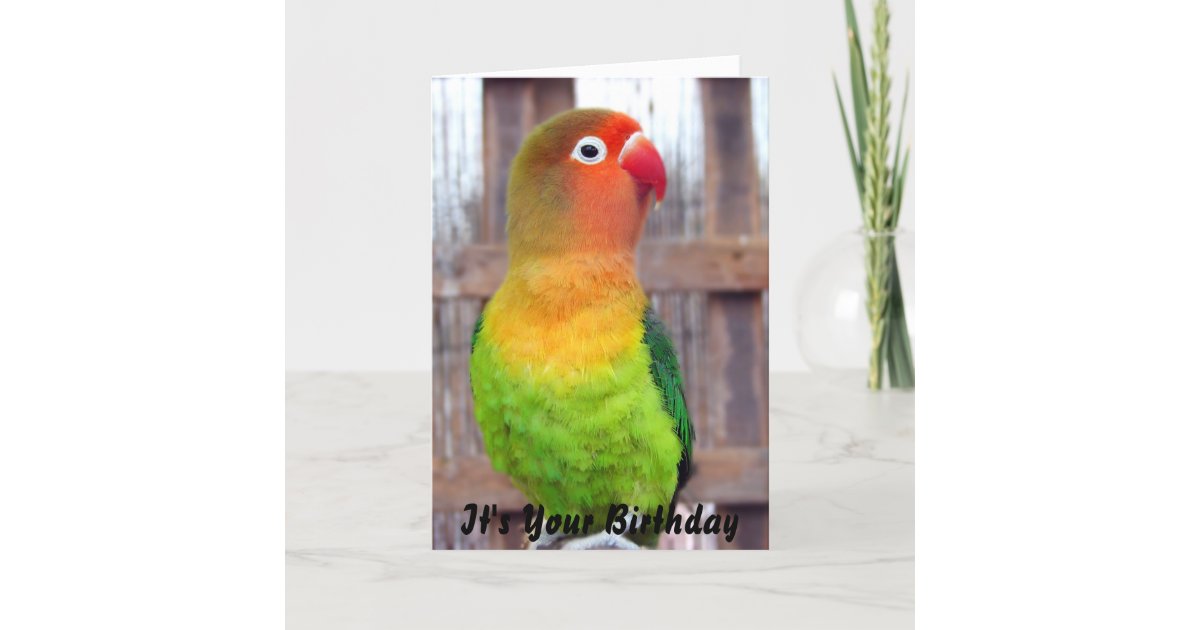 Parakeet Birthday card | Zazzle